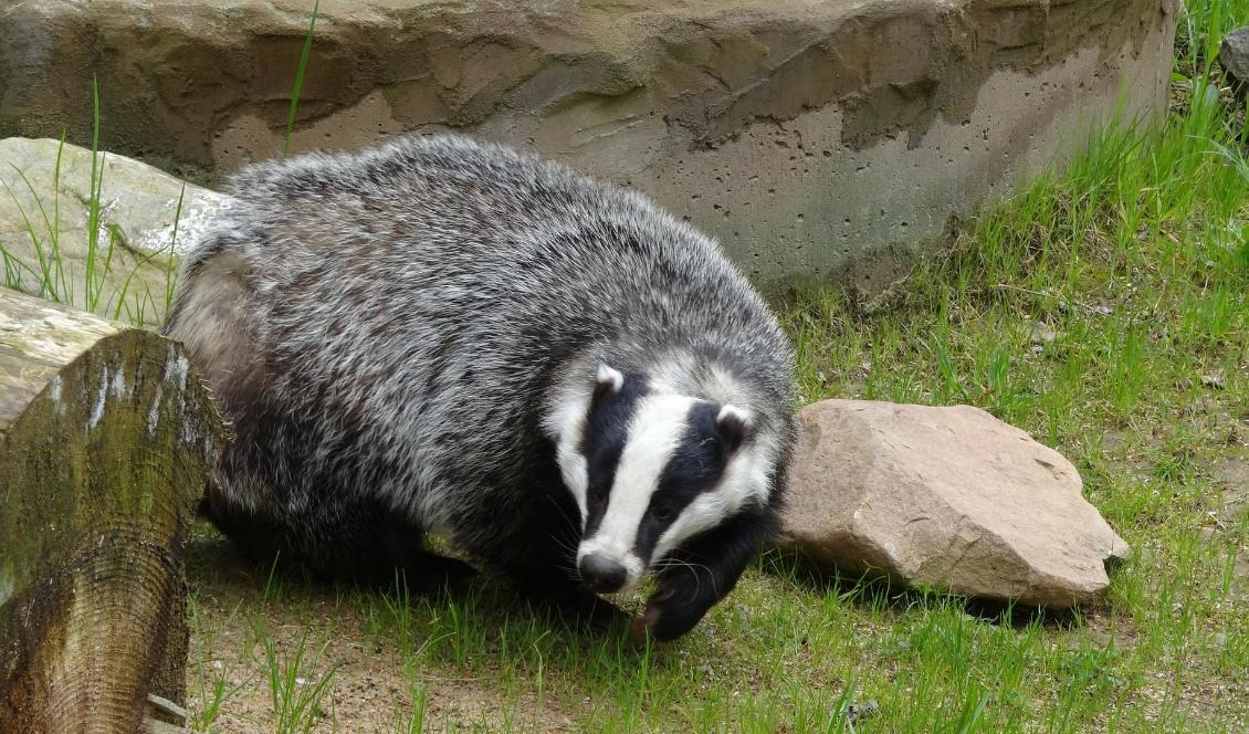 Grävling hittades utan ben – hade snara runt halsen