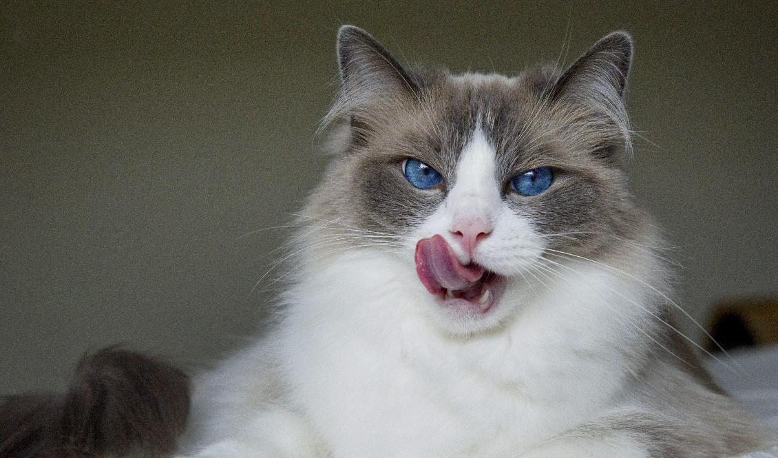 Stort intresse för raskatter – ragdoll i topp