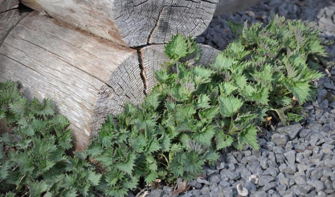 Nässelsäsongen har börjat