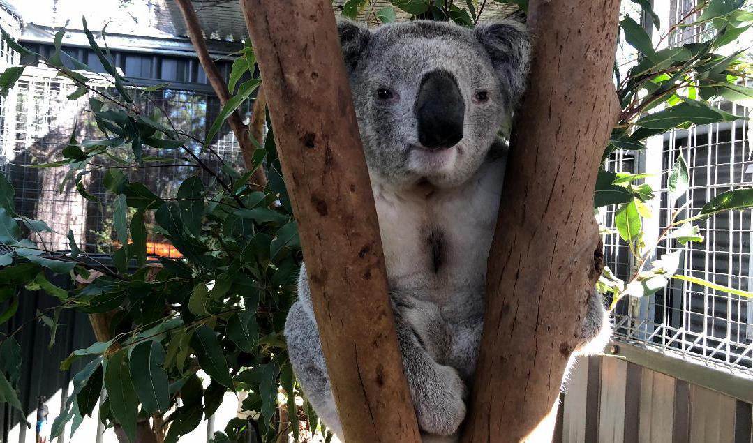 Koalan klassas som utrotningshotad
