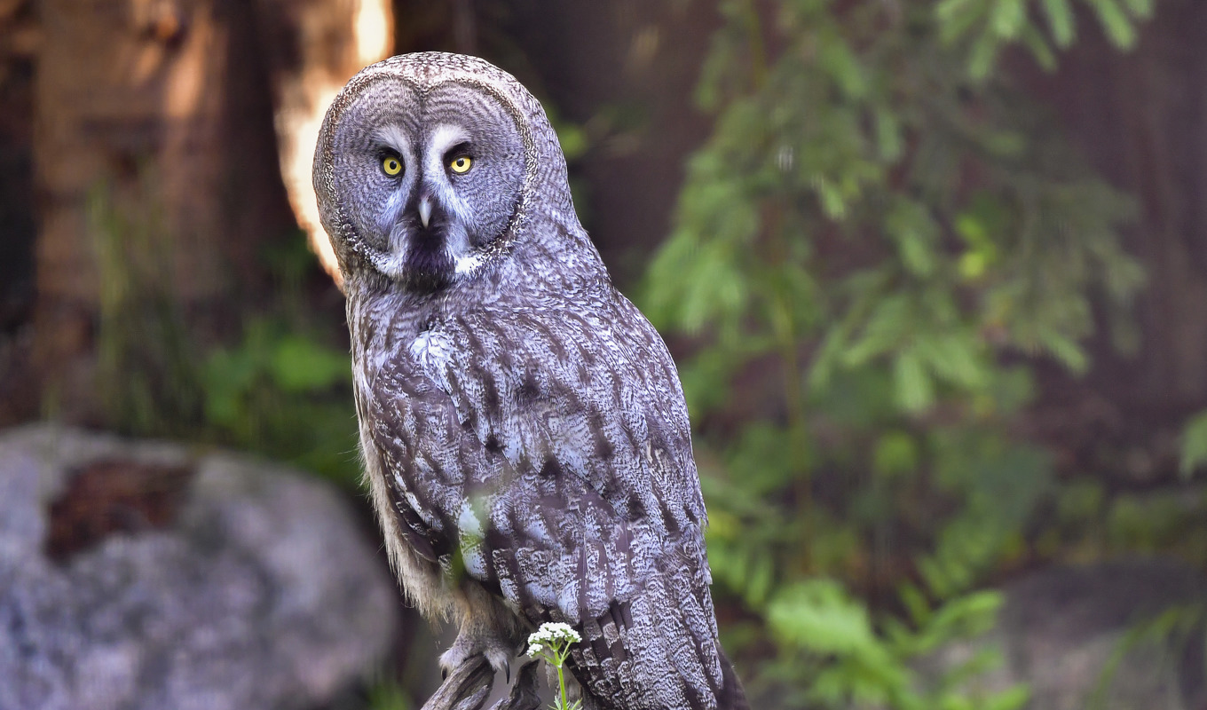 Bortflugen uggla tillbaka på Skansen
