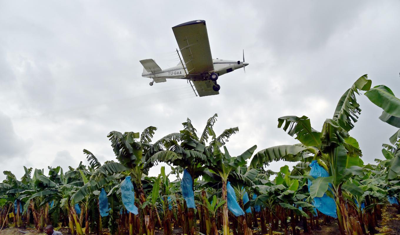 Första genmodifierade bananen framtagen