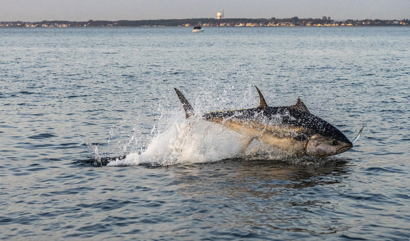Mängder tonfisk i Öresund: Aldrig sett så mycket