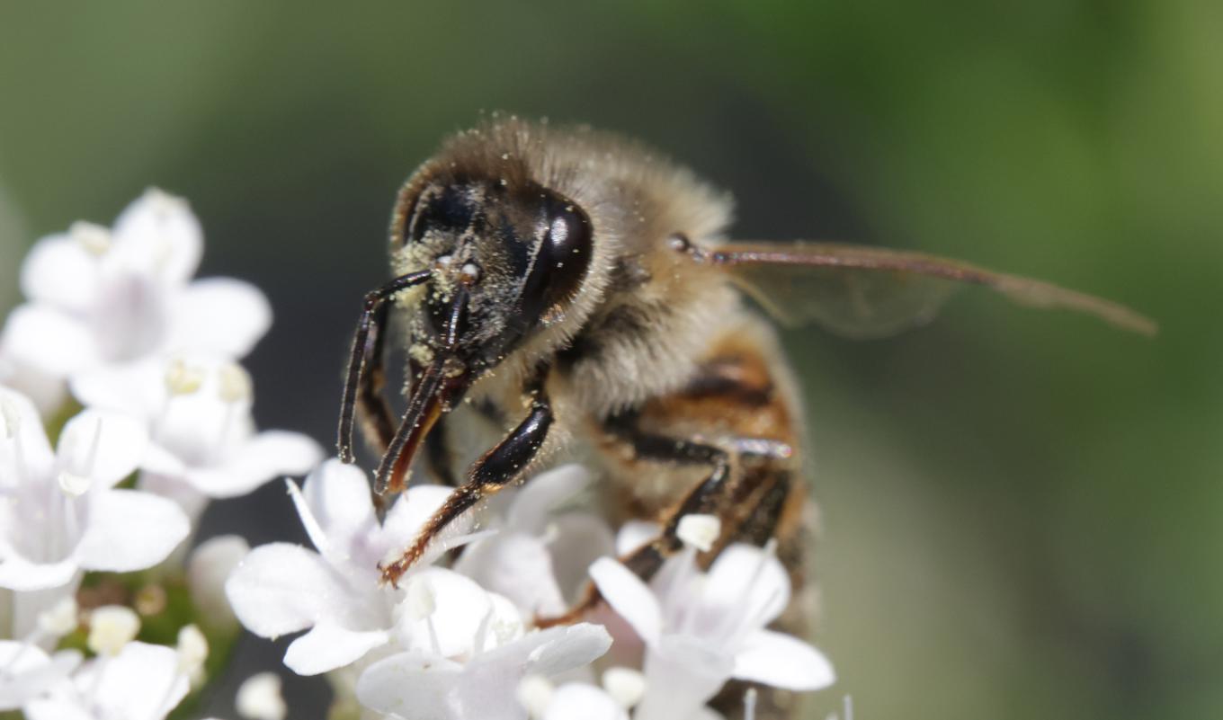Insekter skadas mer än man trott av luftföroreningar