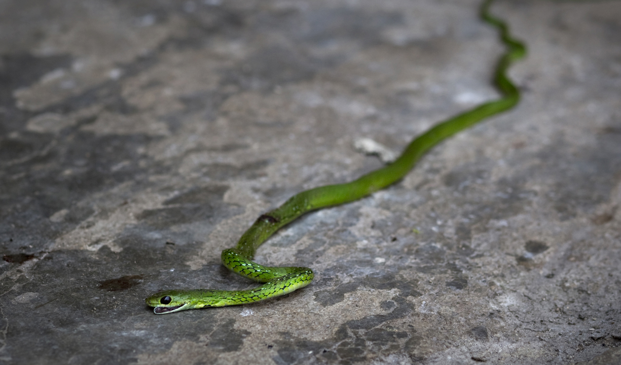 Jakt på grön mamba i Nederländerna