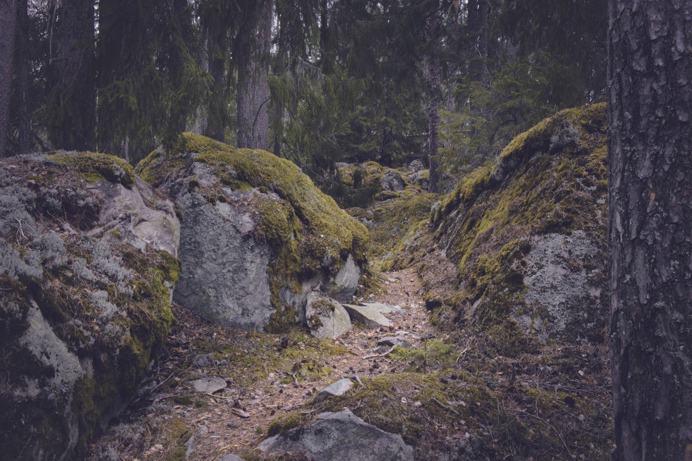 Att söka frihet i naturen