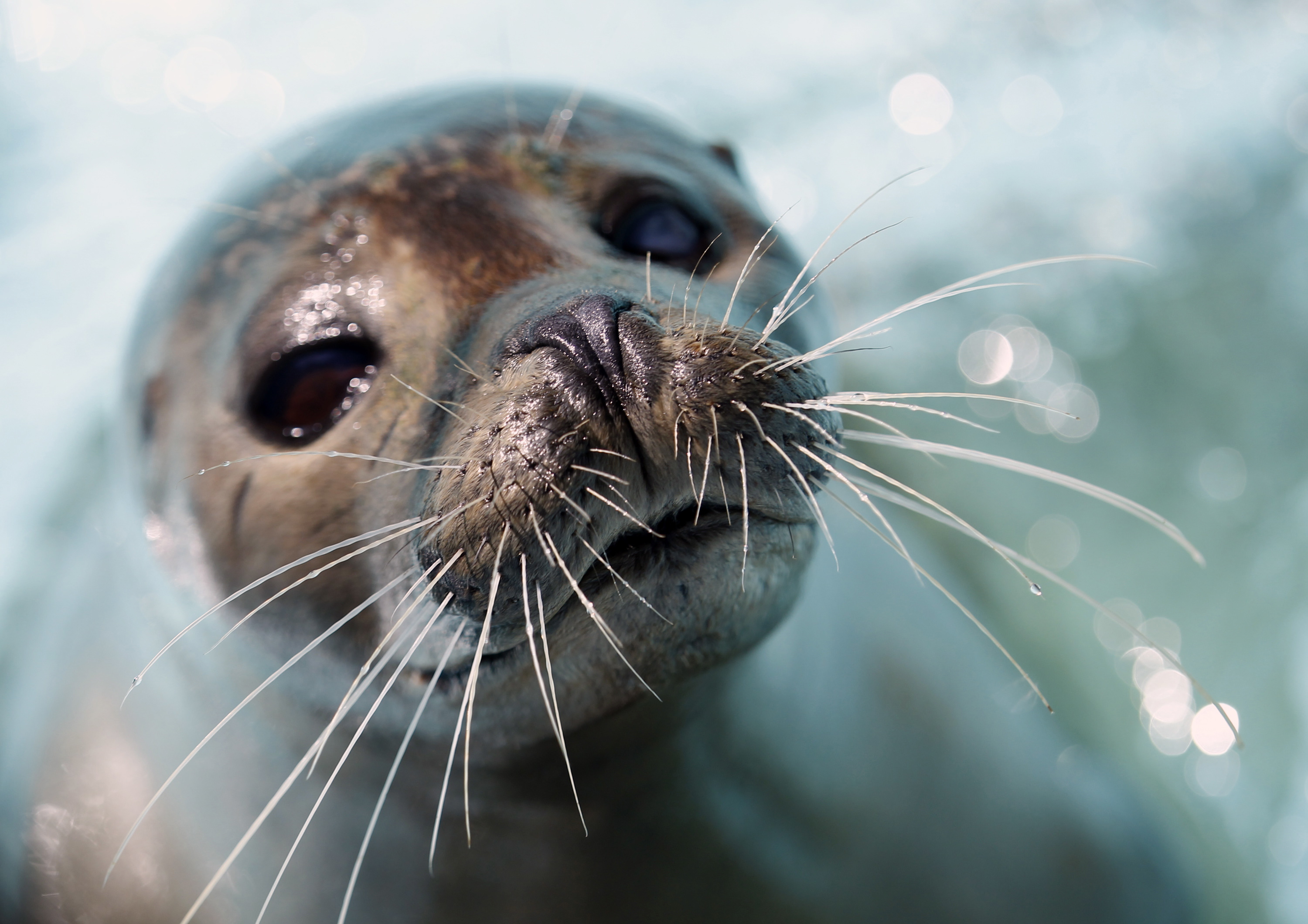 Forskare vädjar om allmänhetens ”sälfies”