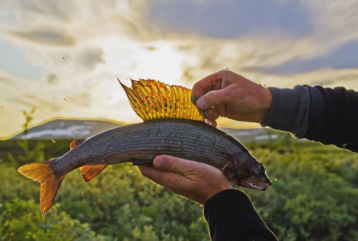 Bli en fena på fjällfiske – guiden hjälper dig att bena ut allt