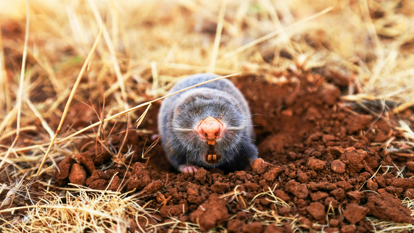 Ska jag dansa med mullvadar?