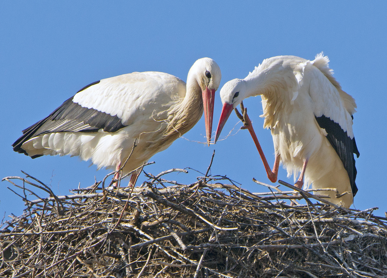 Rekordmånga häckande storkar i Danmark