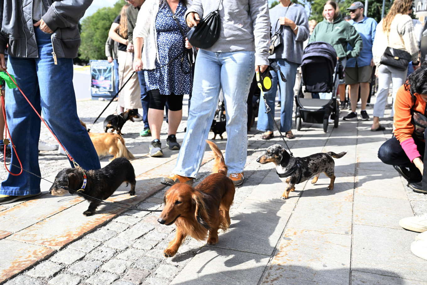 Hundratals taxar i parad i Stockholm